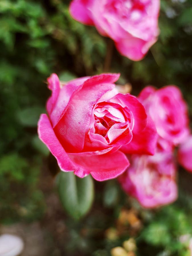 Vertical Close-up View of Pink Garden Roses Blooming in the Greenery ...