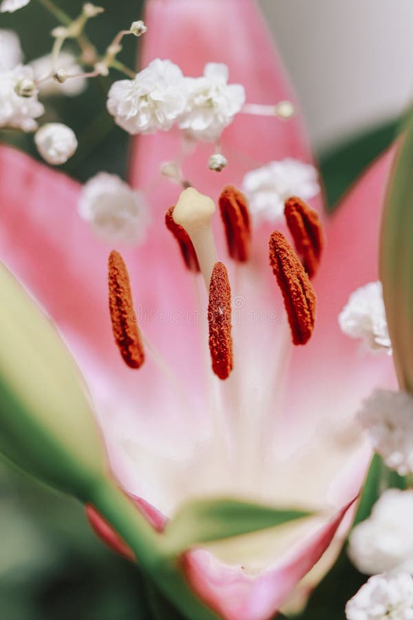 Vertical Close-up View of a Pink Lily Flower Seeds Stock Image - Image ...