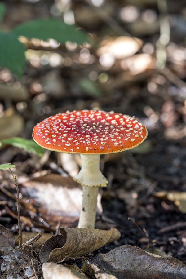 Vertical Close-up View of a Toadstool in the Forest with Some Leaves on ...