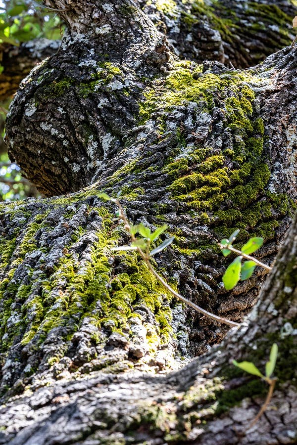 Tree Algae stock image. Image of white, grey, brown, abstract - 29802349