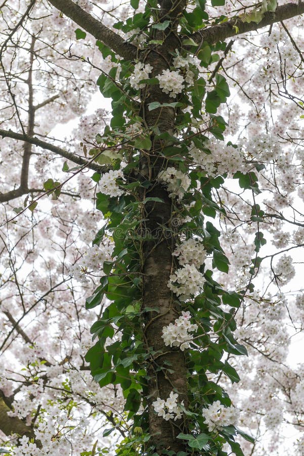 Vertical Close-up View of a Tree Trunk Covered in Green Ivy and White ...