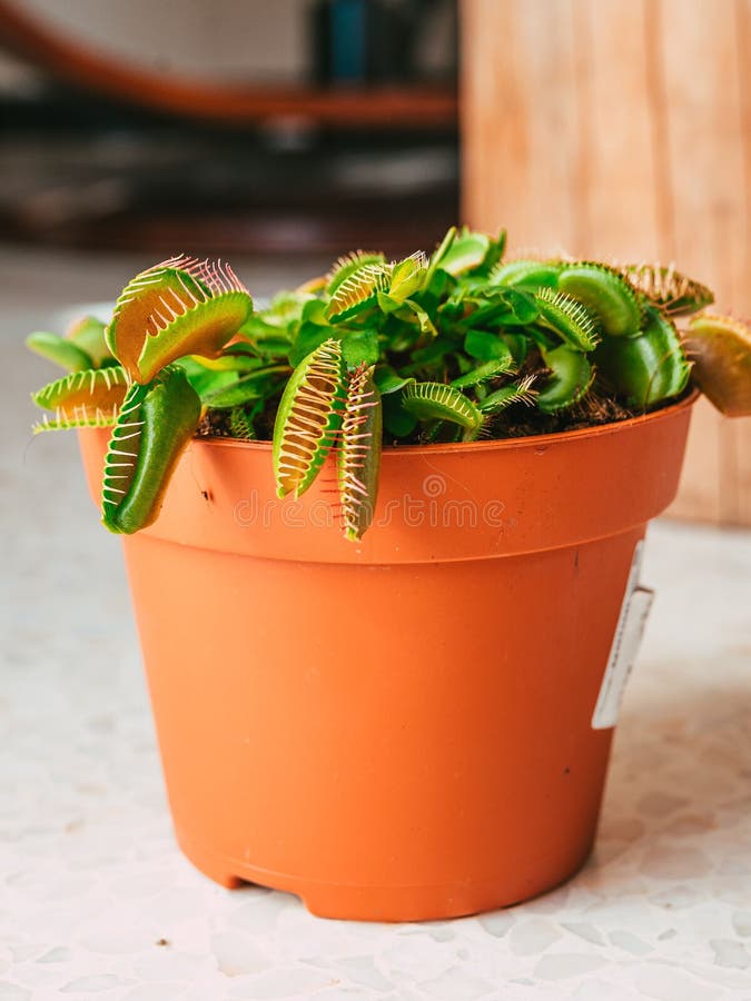 Vertical Close-up View of a Venus Flytrap Plant in a Flowerpot Stock ...