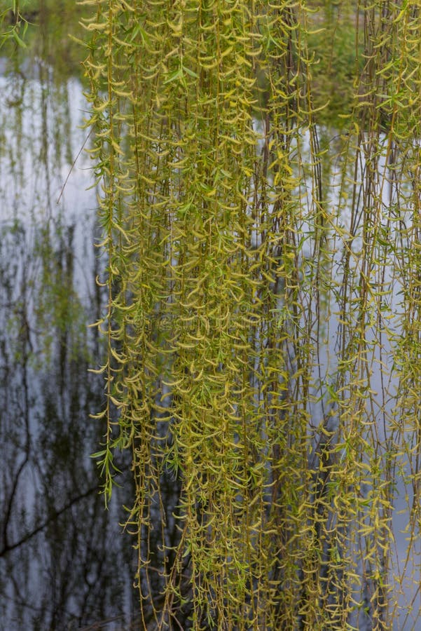 Vertical Close-up of Willow Tree Branches Hanging Over a Calm Water ...