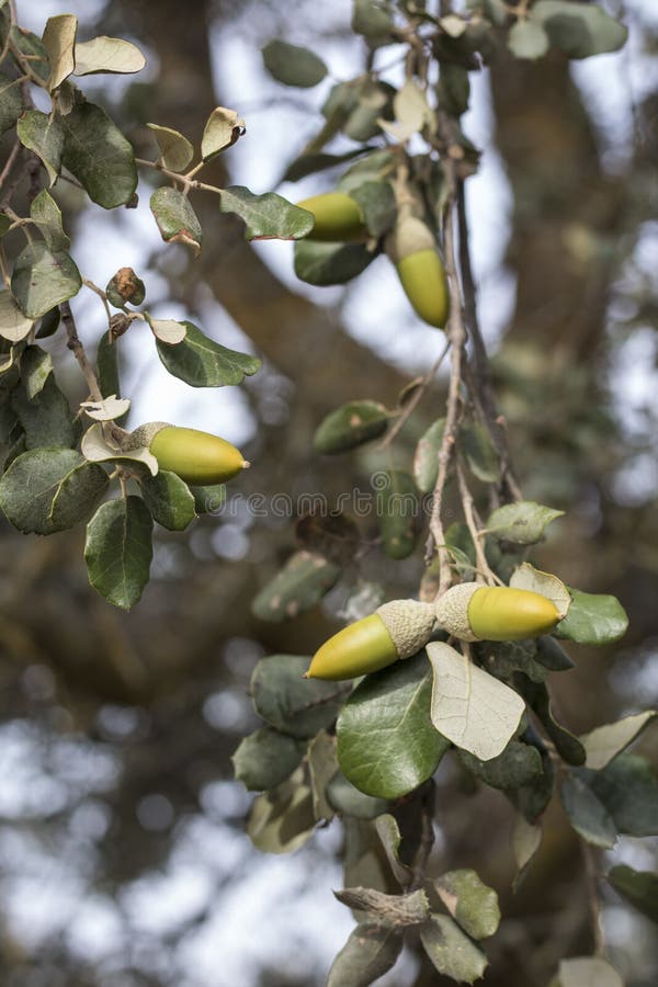 Vertical Closeup of Acorns of an Oak Tree during the Daytime Stock ...