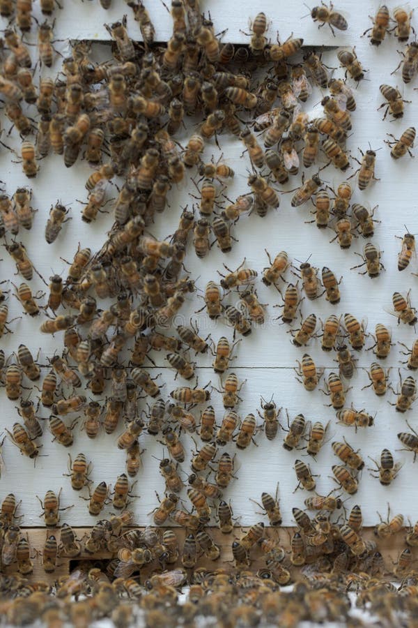Vertical Closeup of an Active Bee Hive Stock Photo - Image of cell ...