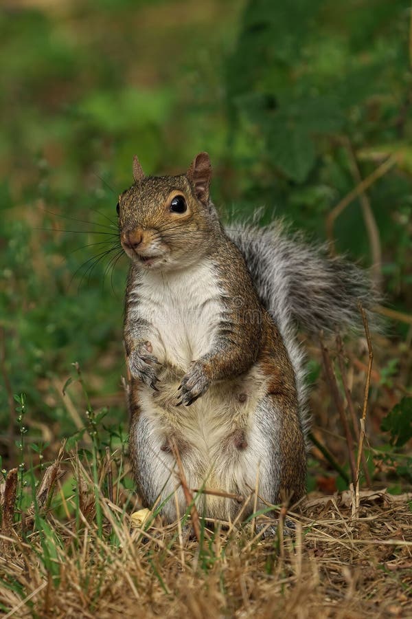 Vertical Closeup of an Adorable Eastern Grey Squirrel Standing in a ...