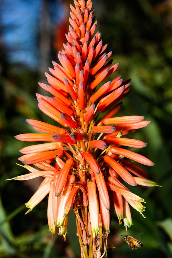Vertical Closeup of Aloe Tree (Aloe Arborescens) Flower Growing in ...