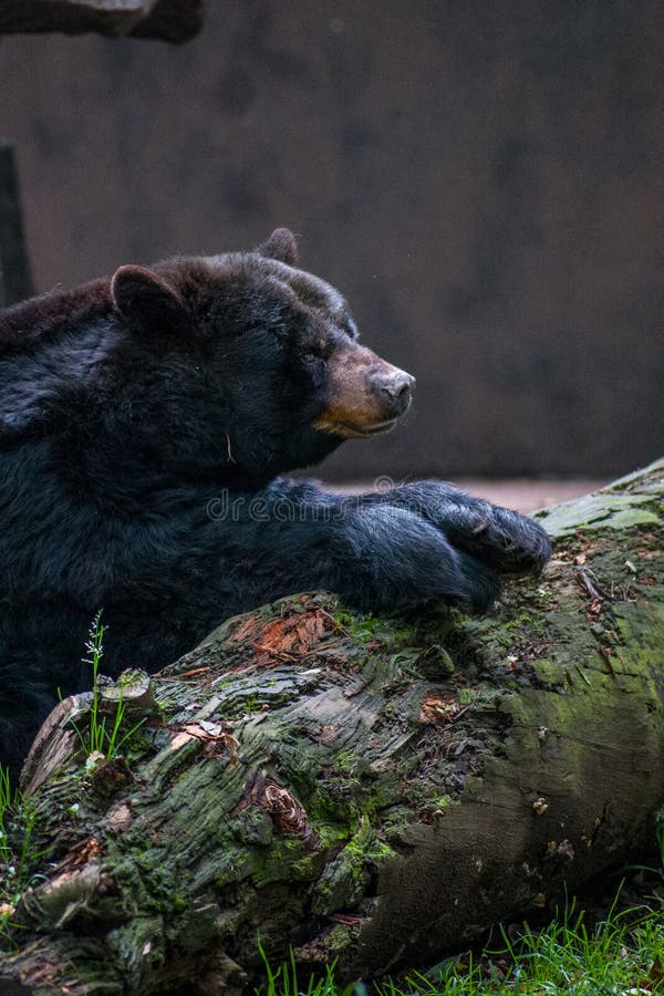 Vertical Closeup of the American Black Bear. Stock Image - Image of ...