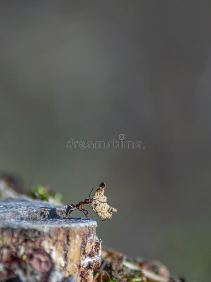 Vertical Closeup of an Ant with a Piece of Leaf. Stock Image - Image of ...