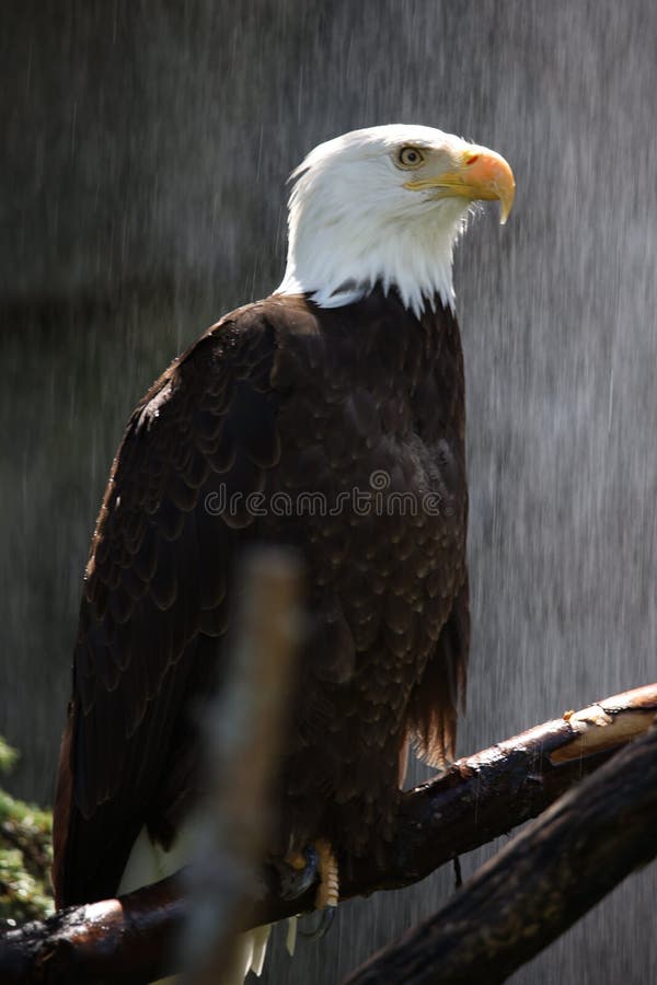 Vertical Closeup of Bald Eagle Perched on a Branch in the Zoo during ...
