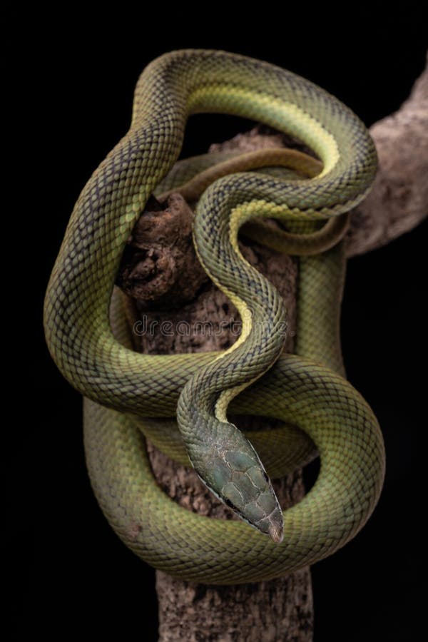 Vertical Closeup of a Baron Green Racer Snake on a Branch Stock Photo ...