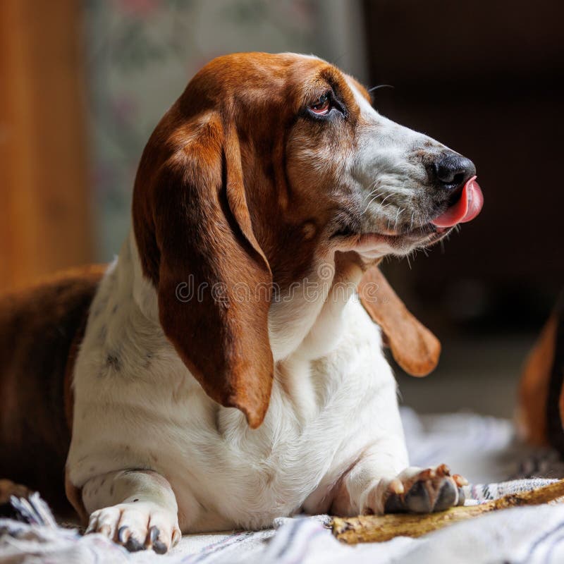 Vertical Closeup of a Basset Hound Dog Stock Photo - Image of sitting ...