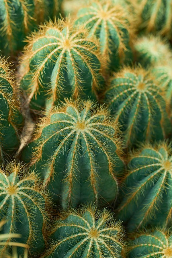 Vertical Closeup of Beautiful Cactuses Stock Image - Image of nature ...