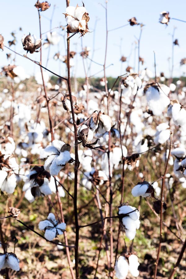 Vertical Closeup of a Beautiful Cotton Field Stock Image - Image of ...