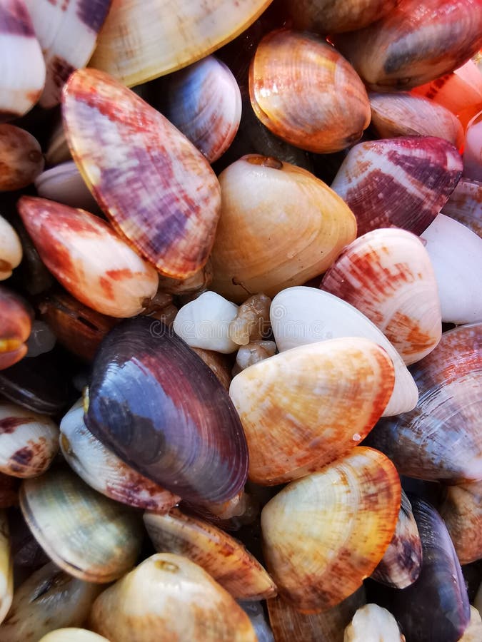 Vertical Closeup of Beautiful Shells. Colorful Pattern Stock Photo ...