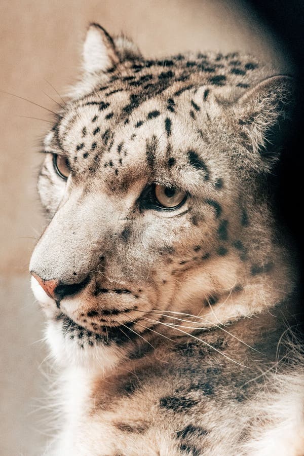 Snow Leopard Cub with Blue Eyes Standing and Posing on a Rock Stock ...