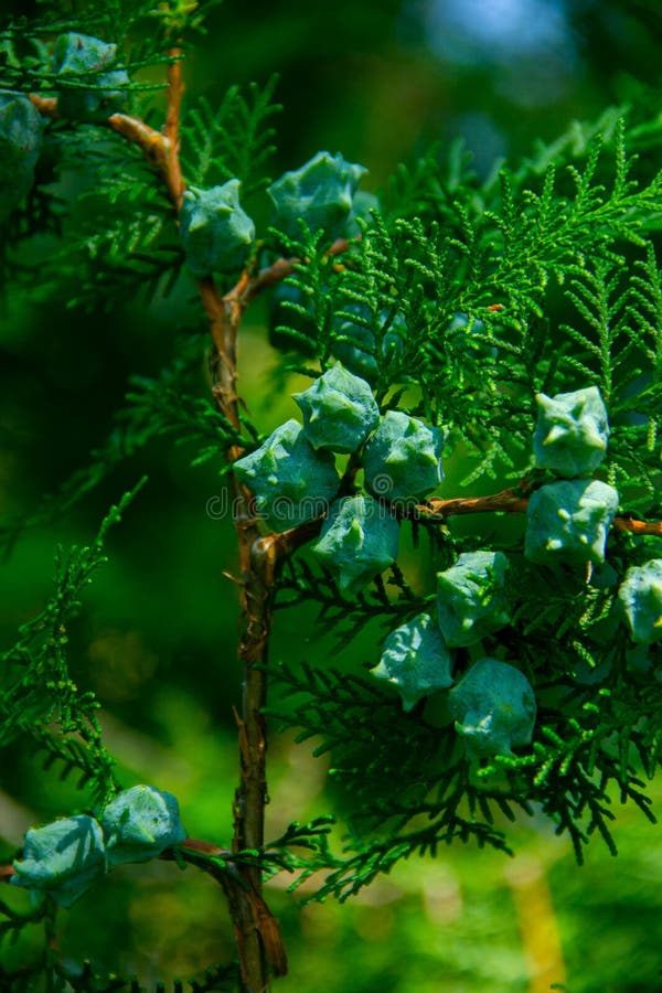 Vertical Closeup of Beautiful Thuja Tree Branch with Its Fruit Stock ...