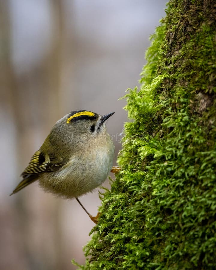 Vertical Closeup of a Beautiful Tiny Goldcrest Bird on a Mossy Surface ...