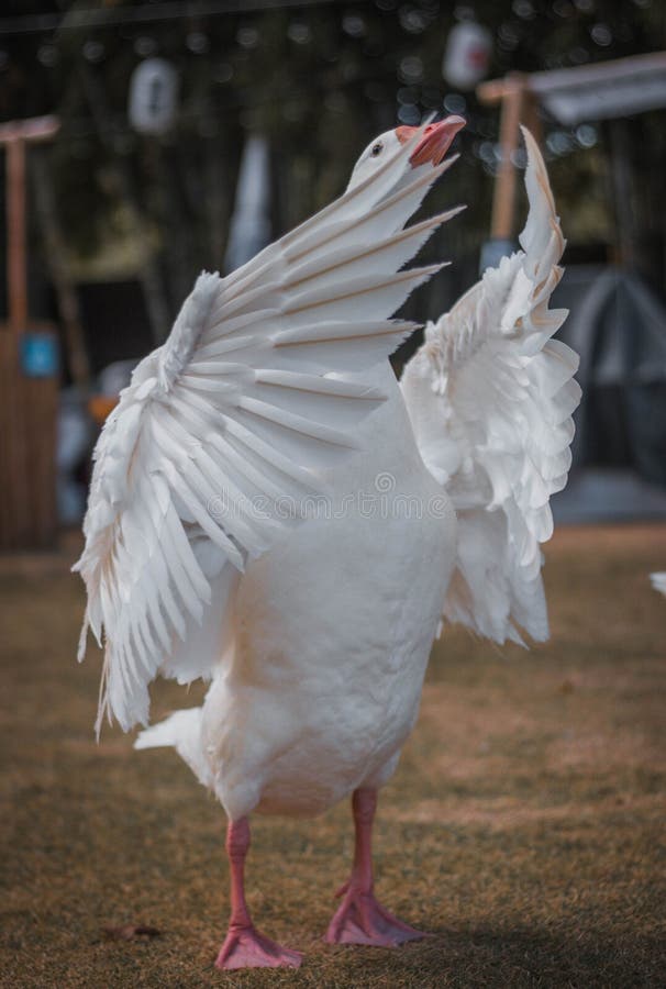 Vertical Closeup of a Beautiful White Goose Flying Up Opening Its Wings ...