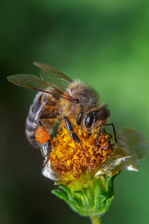 Vertical Closeup of a Bee on a Flower Stock Image - Image of macro ...