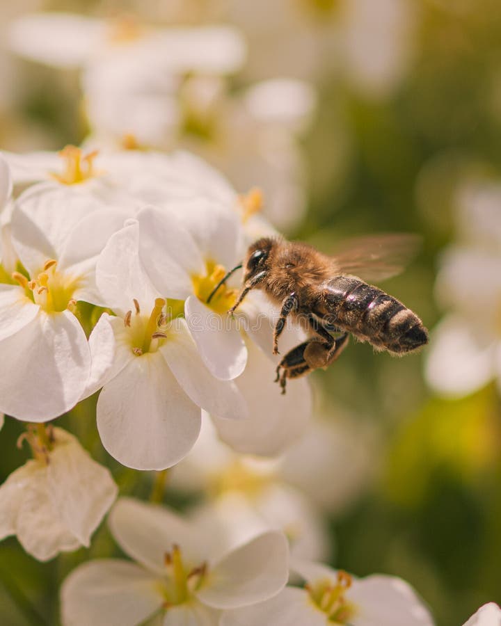 Vertical Closeup of a Bee Pollinating a Flower in Meadow Stock Photo ...