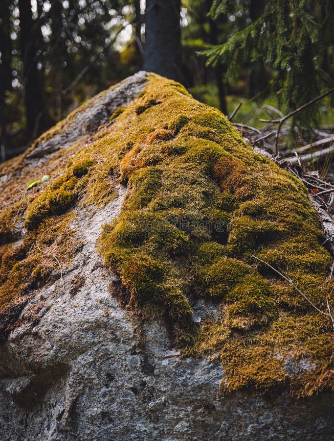 Vertical Closeup of a Big Stone Covered in Moss in a Forest Stock Image ...