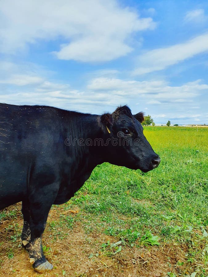 Vertical Closeup of a Black Angus Cow in the Green Field. Stock Image ...