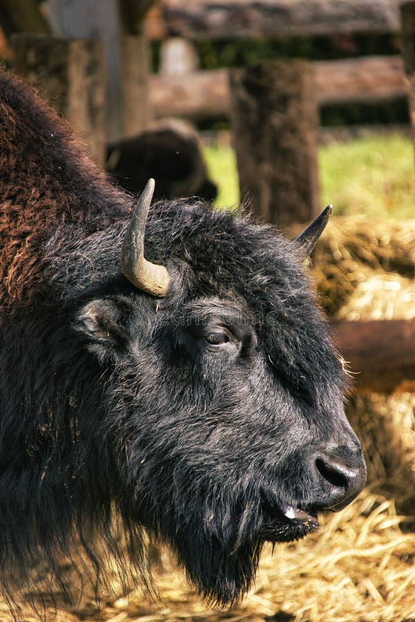 Vertical Closeup of a Black Bison with Sharp Horns on the Barn Stock ...