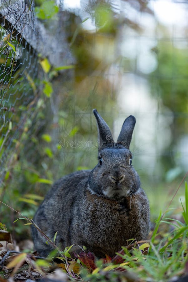 Vertical Closeup of a Black Rabbit in a Garden Stock Photo - Image of ...