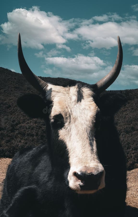 Vertical Closeup of a Black Yak with a White Head. Stock Photo - Image ...