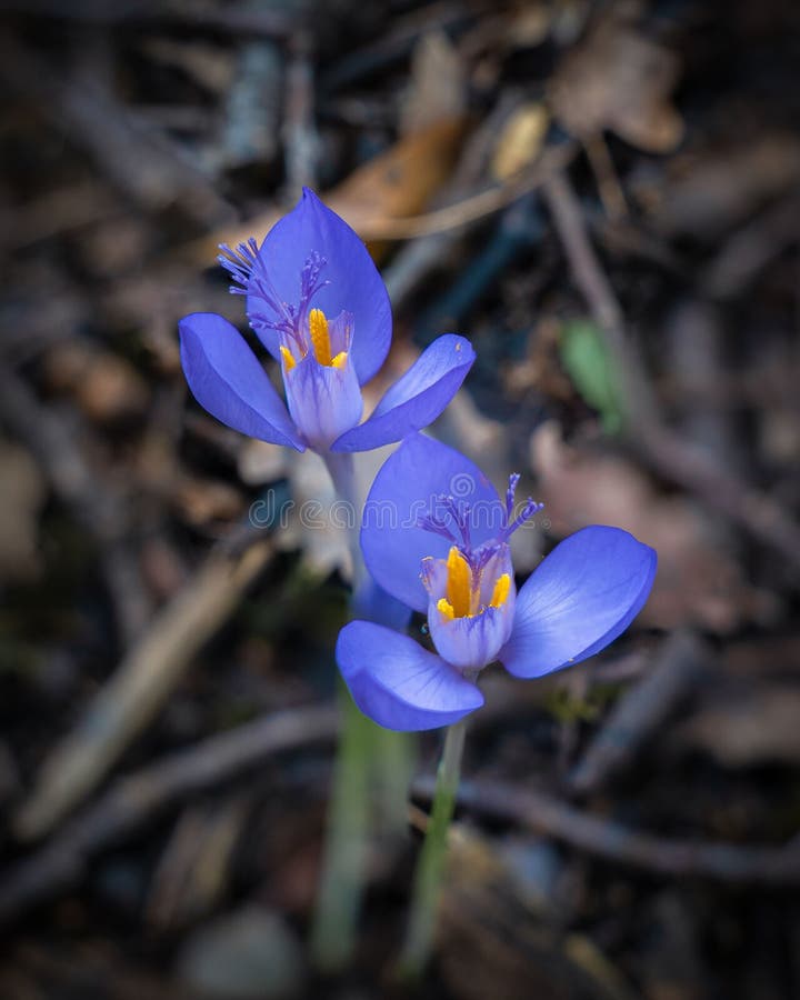 Vertical Closeup of the Blue Crocus Banaticus Stock Image - Image of ...