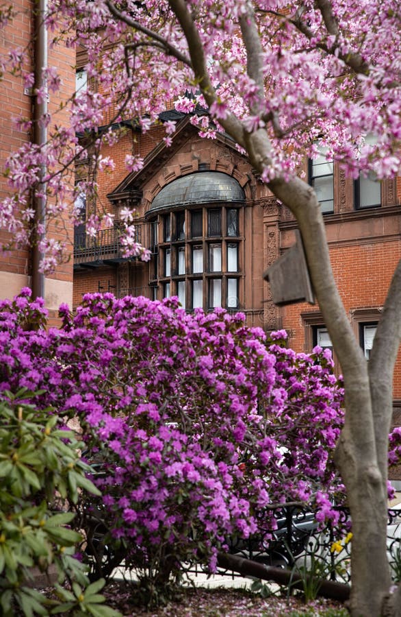 Vertical Closeup of Bright Purple and Pink Spring Flowers in Front of a ...