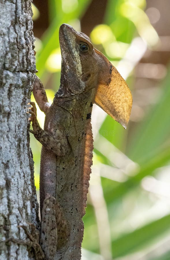 Vertical Closeup of a Brown Basilisk Lizard, Basiliscus Vittatus ...