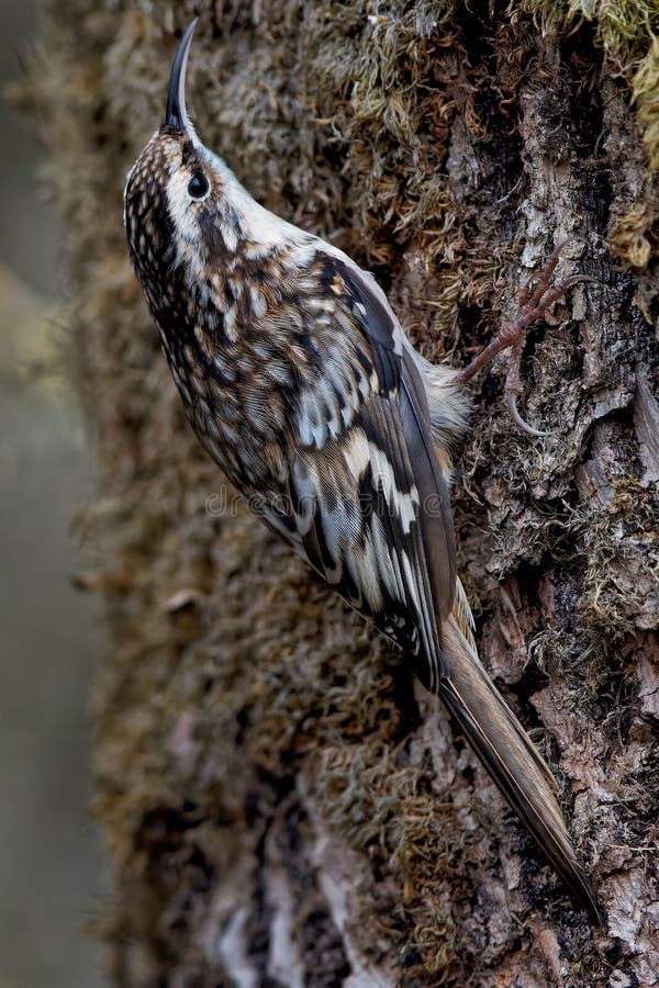 Vertical Closeup of Brown Creeper Looking Up while Perched on Tree Bark ...