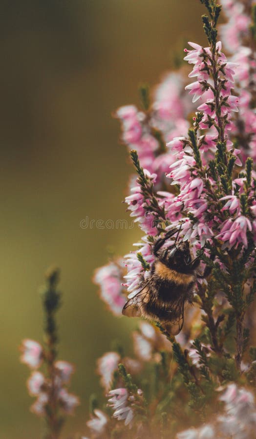 Vertical Closeup of a Bumblebee on Heather. Stock Image - Image of ...
