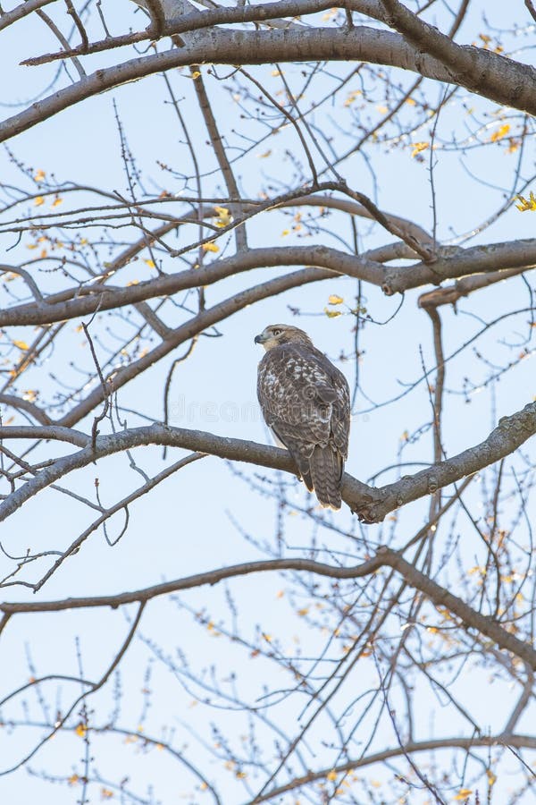 Vertical Closeup of a Buzzard Sitting on Tree Branches Stock Image ...