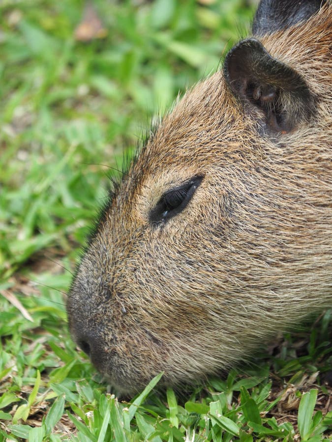 Closeup of a Capybara Eating from a Plate on the Ground in a Farm in ...