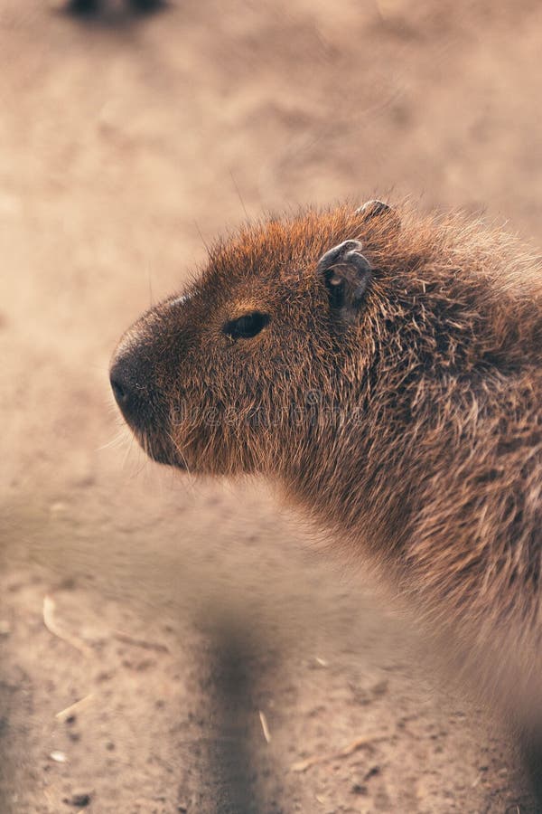 Vertical Closeup of a Capybara Walking Around in a Zoo Stock Image ...