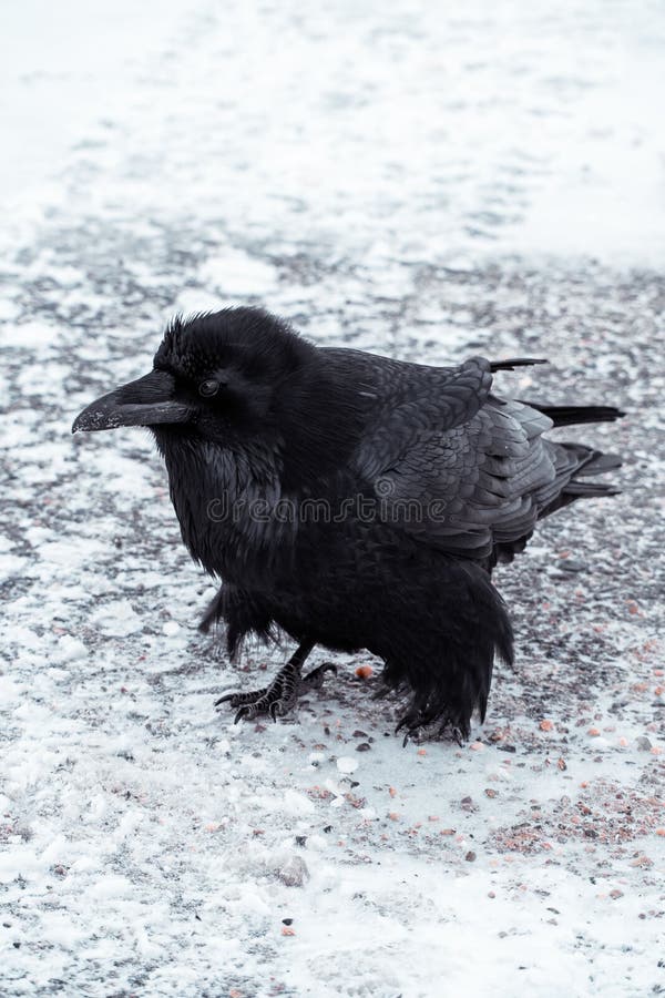 Vertical Closeup of a Carrion Crow on the Frozen Ground. Corvus Corone ...