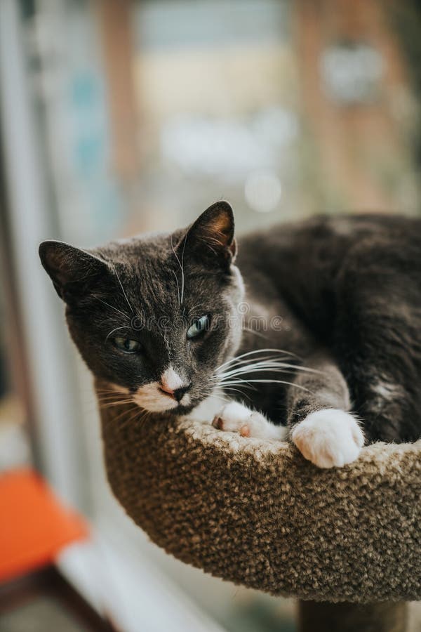 Vertical Closeup of a Cat on a Cat Tower Stock Image - Image of ...