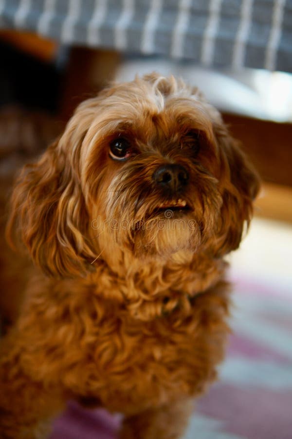 Vertical Closeup of a Cavapoo Dog Looking Up, Standing at Home Stock ...