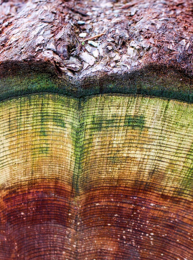 Vertical Closeup of a Colorful Rainbow Layer of a Tree Stock Photo ...