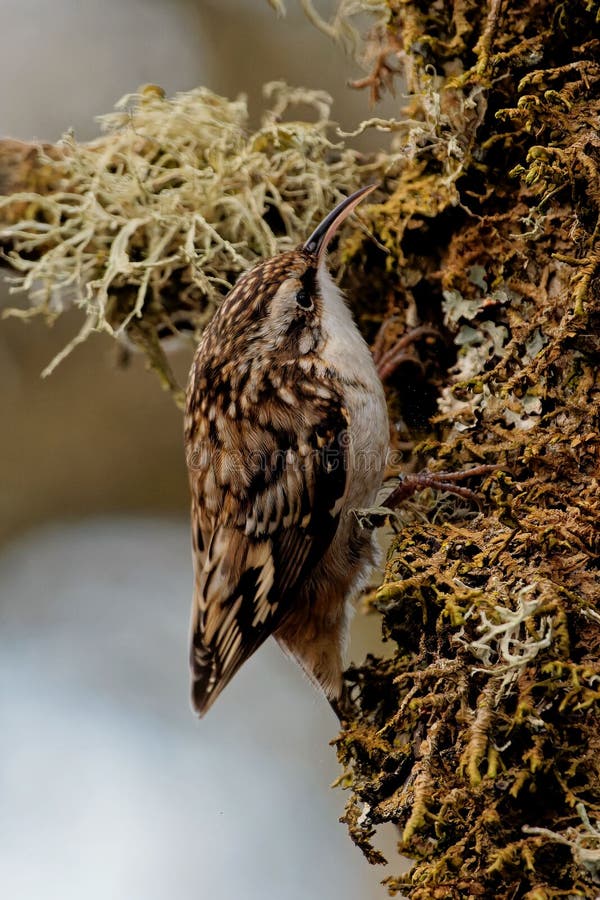 Vertical Closeup of a Common Treecreeper Perching on the Mossy Tree ...