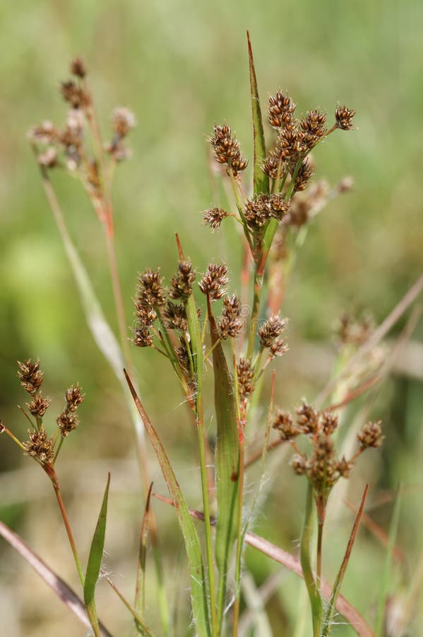 Vertical Closeup on the Common Woodrush or Heath Wood-rush, Luzula ...