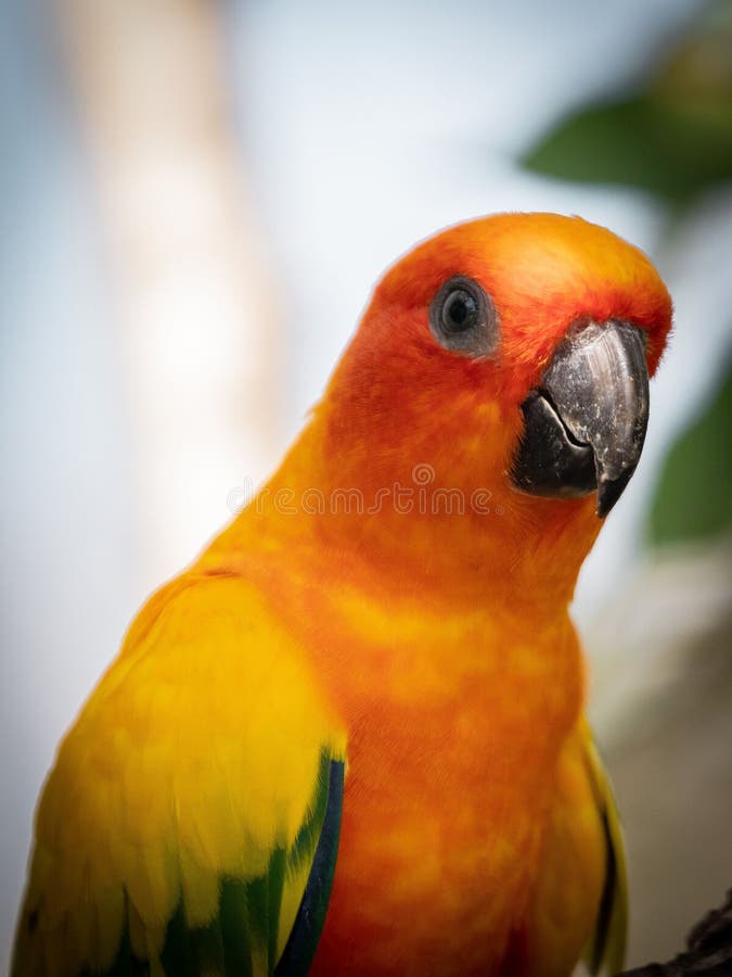 Vertical Closeup of a Conure Stock Photo - Image of orange, plumage ...
