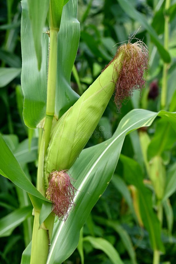 Vertical Closeup of a Corn Tree in a Forest Stock Image - Image of ...