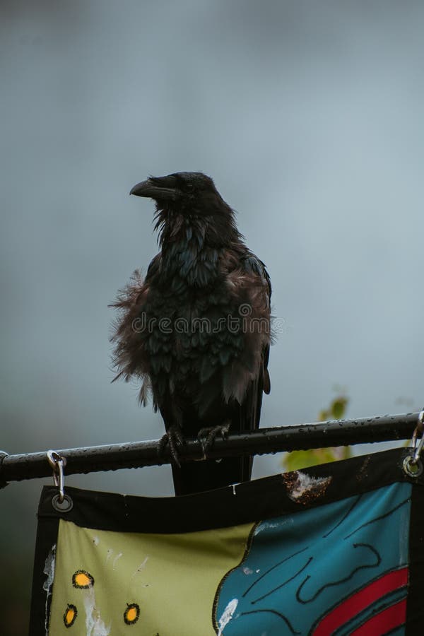 Vertical Closeup of a Crow Perched on a Metallic Pole on a Rainy Day ...