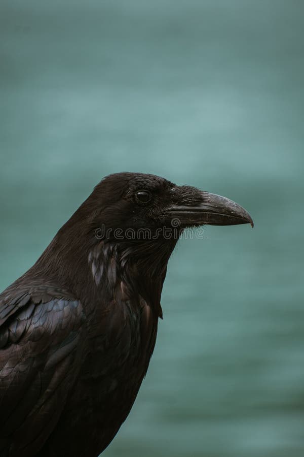Vertical Closeup of a Crow on a Rainy Day Stock Photo - Image of avian ...