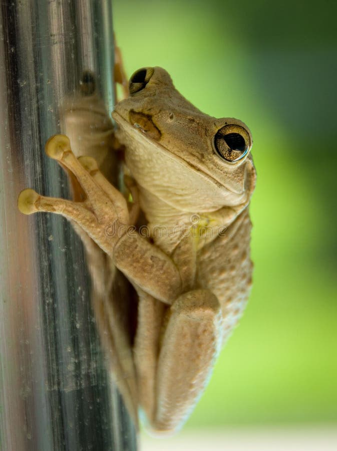 Vertical Closeup of a Cuban Tree Frog on a Metallic Pole Stock Image ...
