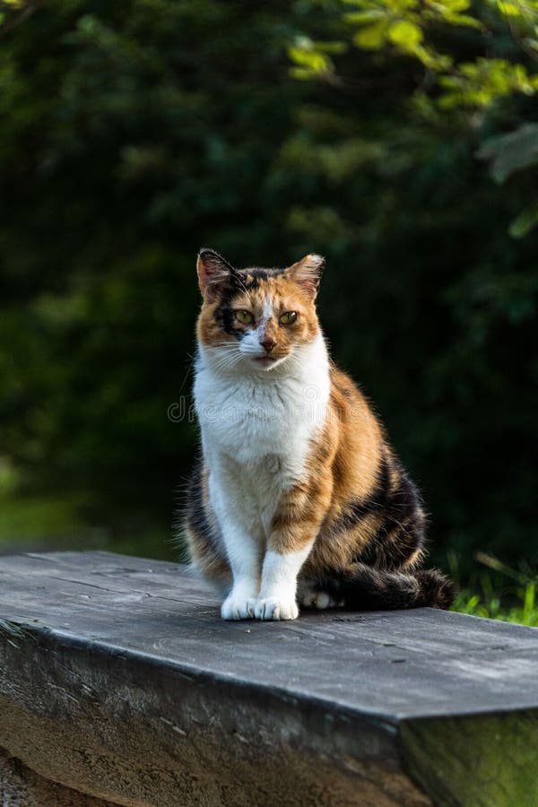 Vertical Closeup of a Cute Calico Cat Sitting on the Bench. Stock Image ...